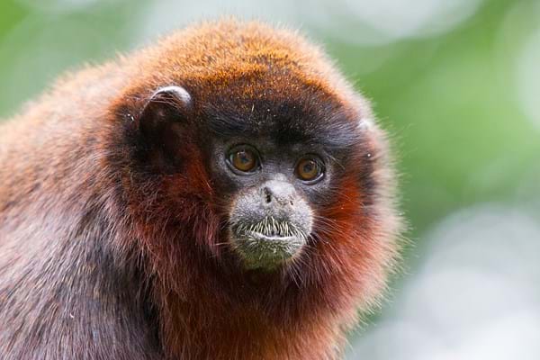 Rode titi - Apenheul