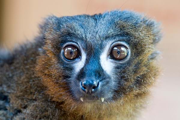 Red-bellied lemur - Apenheul