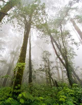 Apenheul, a zoo of free-roaming primates! - Apenheul