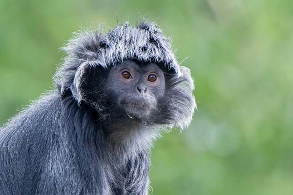 East Javan langur - Apenheul