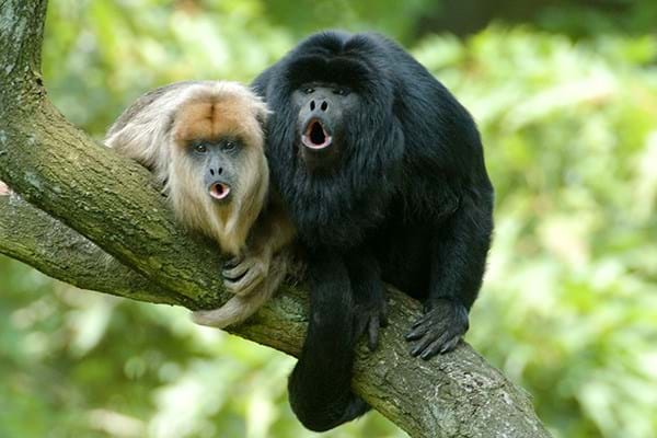 Zwarte brulaap - Apenheul