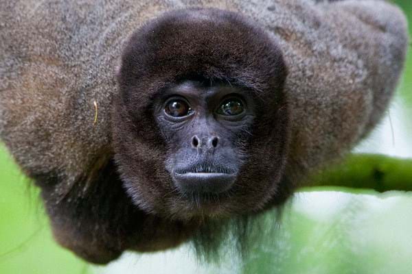 Woolly monkey - Apenheul